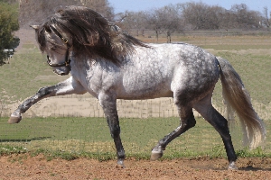 Caballo Azteca: Contenido