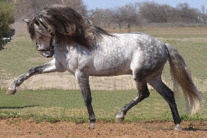 Caballo Azteca: Contenido