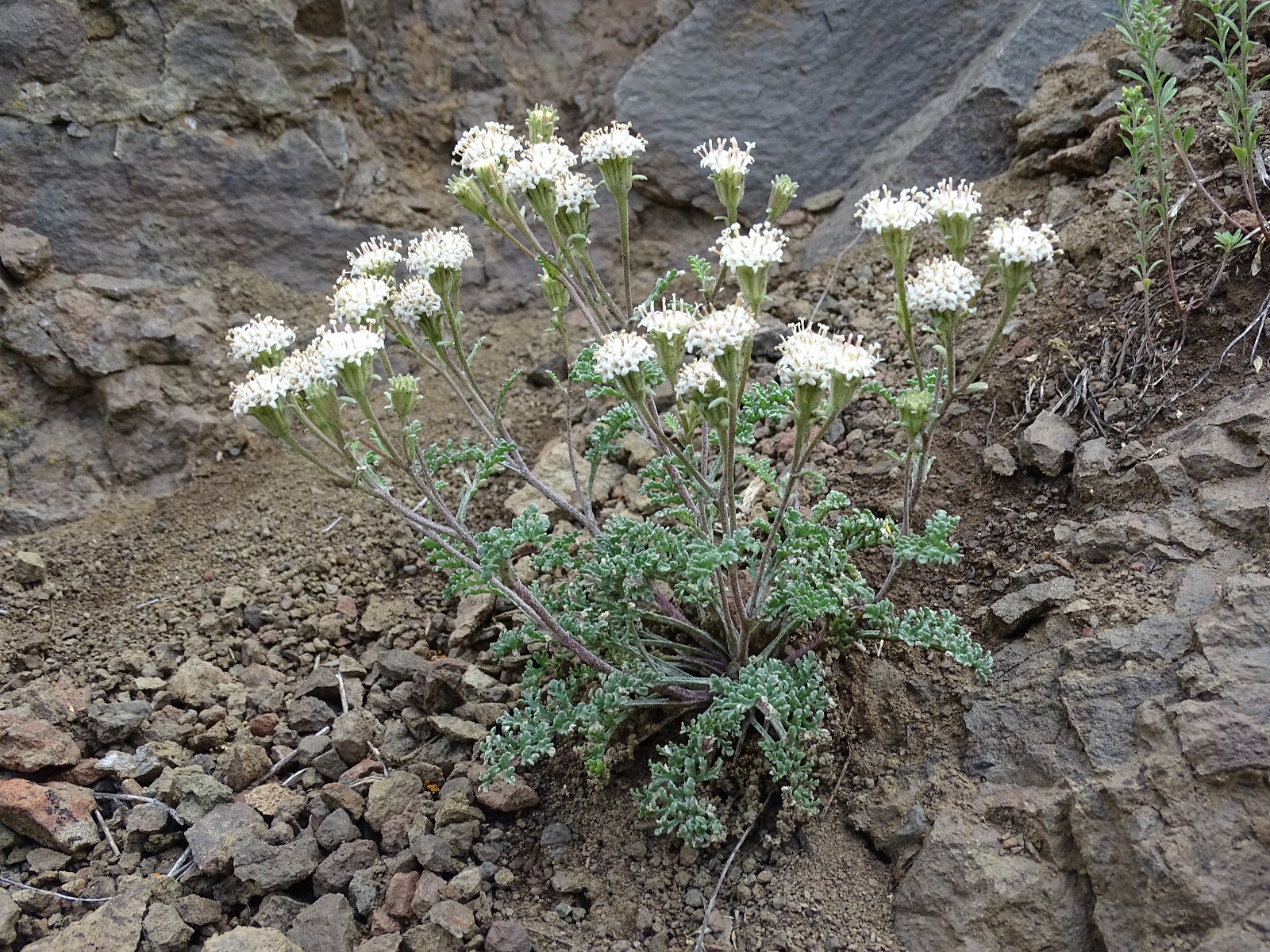 Prairiebreak: An album with a floral few gems from Northwestern Wyoming ...