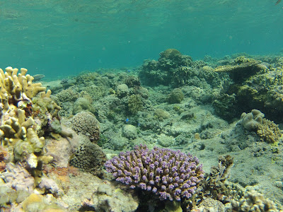 Desde Timor: Fundo do mar de Timor