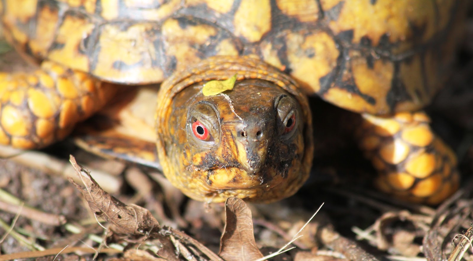Connetquot in Pictures: Box Turtle