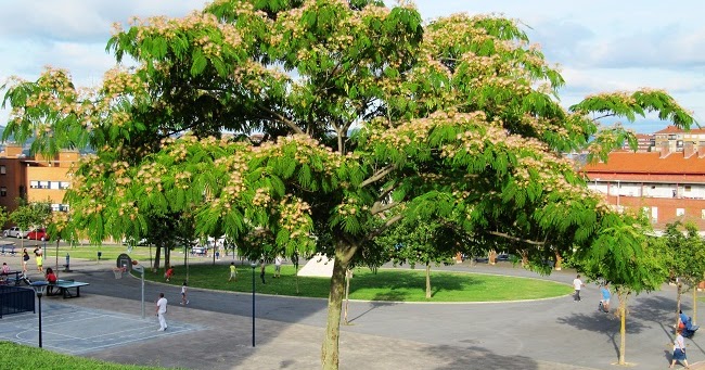 Árboles en Portugalete: Árbol de la seda