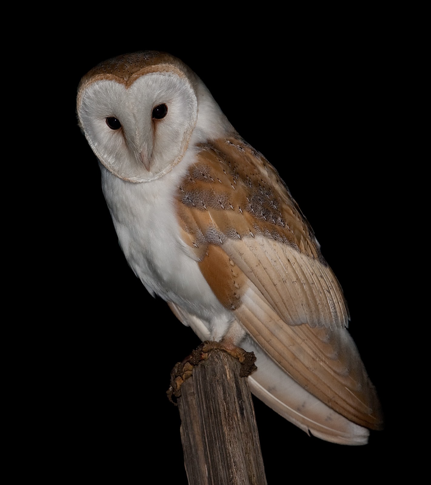 vaping mothman: BARN OWL