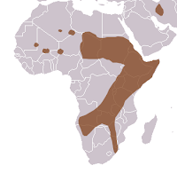 AVEEK- Blogs: cheetah