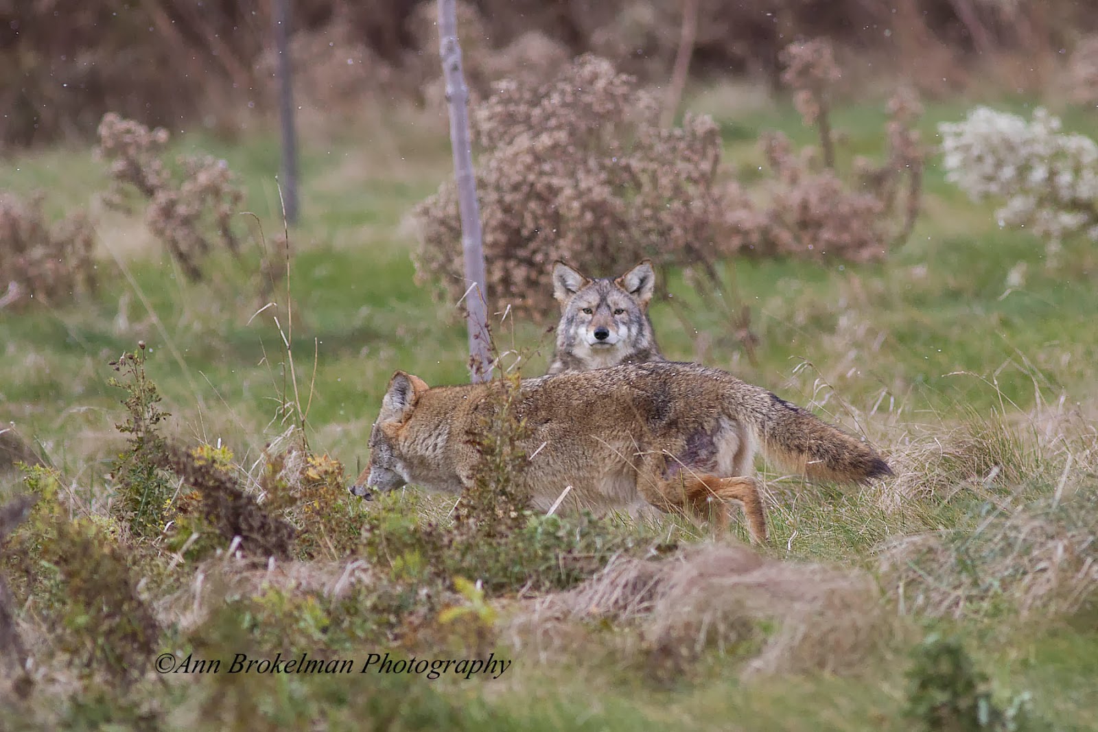 Ann Brokelman Photography: Coyote Magic - hunting and the pair just ...
