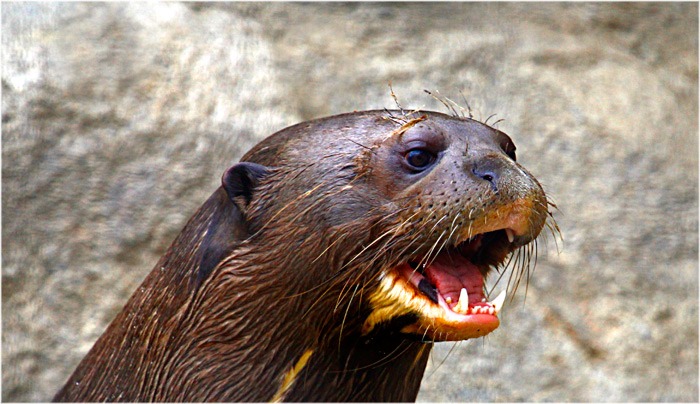 Foto-Natura-Huesca: NUTRIA GIGANTE Pteronura brasiliensis Johann ...