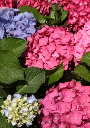 Um jardim para cuidar: A minha paixão pelas hortenses..