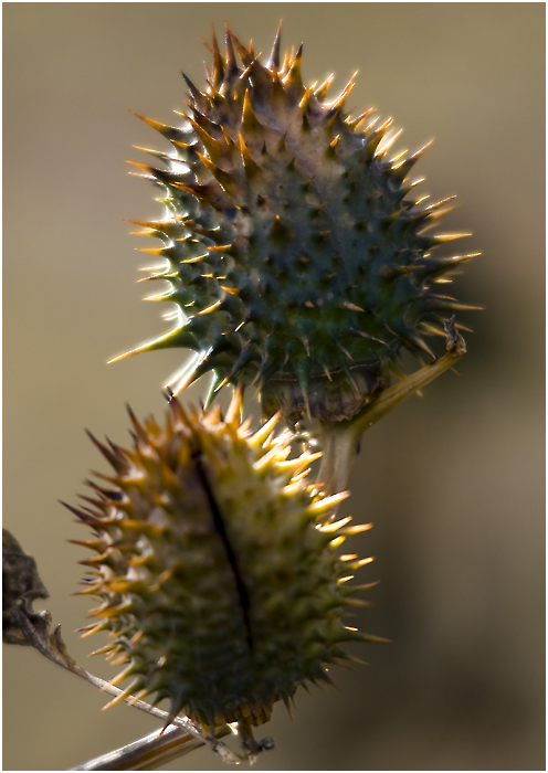 Naturaleza y Etnografía: Estramonio (Datura stramonium)