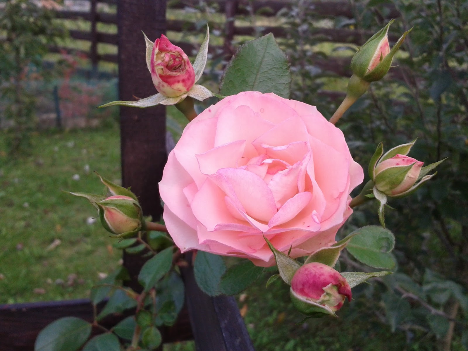 Ranczo Elma: Róża (Rosa) Mini Eden Rose