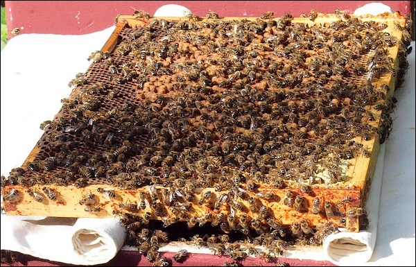 Notes from a Small Apiary: Drone layers and queen cells