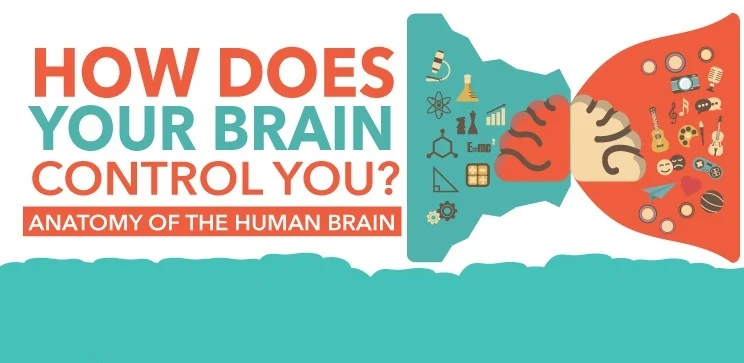 How Does Your Brain Control You? - #Infographic