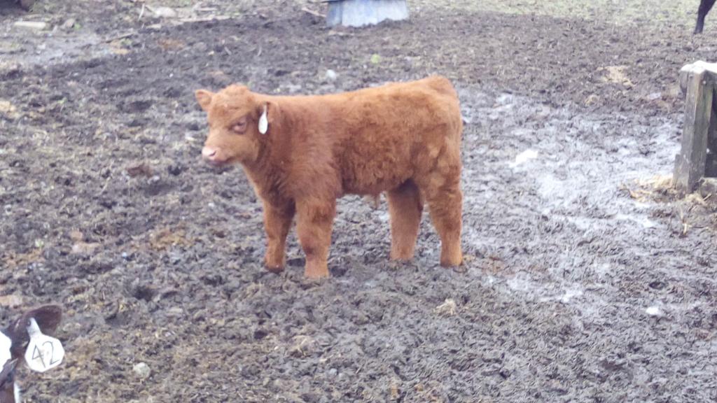 RCC Blog: Fu man Chu bull calf raised by Brian Miller KY