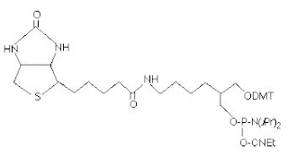 Vitaminas: Vitamina H