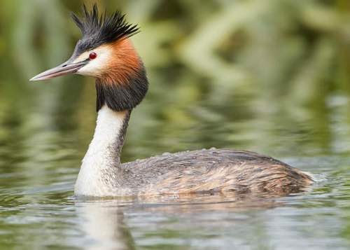Birds of India | Bird World: 2014