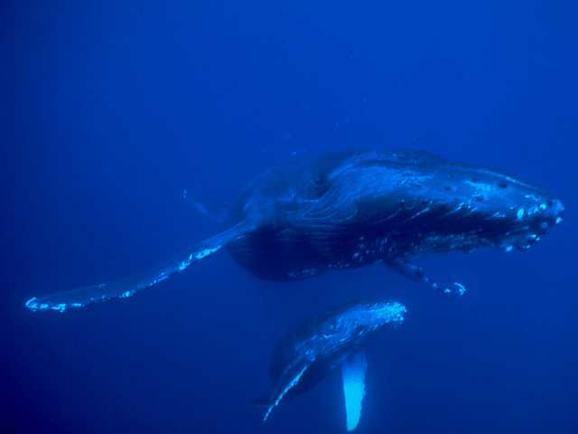 BALİNA RESİMLERİ-Manzaralar