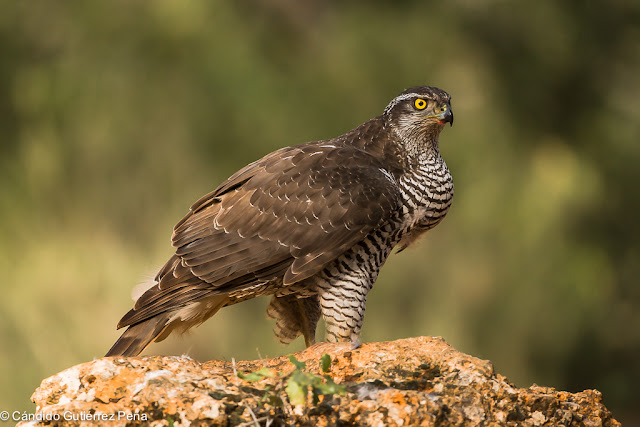 AZOR COMUN - Accipiter Gentilis | Observatorio de la Naturaleza