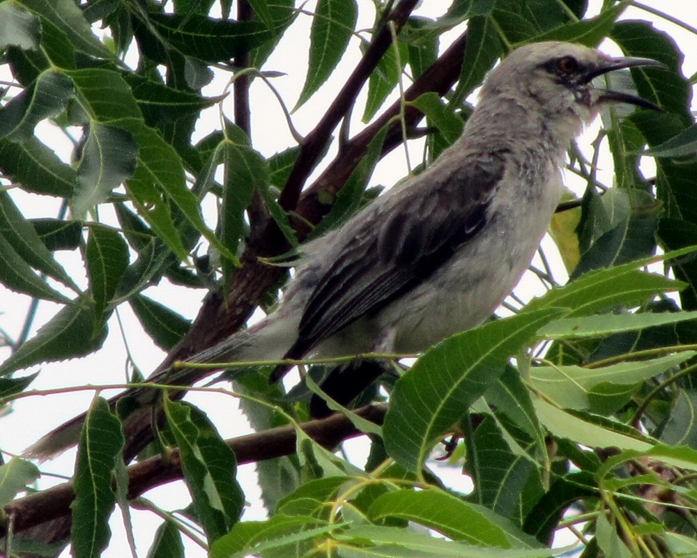 Hiking Curaçao - Flora and Fauna: Chuchubi calling