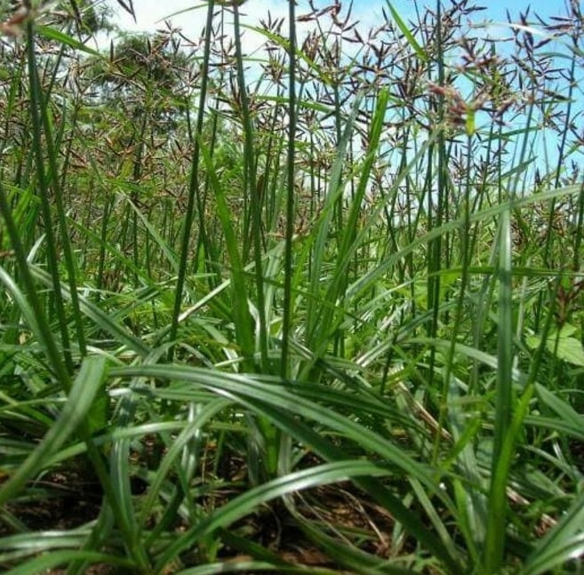 jenis daun rumput halia hitam - TrevortaroEnglish