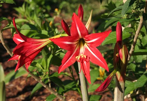 Gardening With Nature: St. Joseph's lily