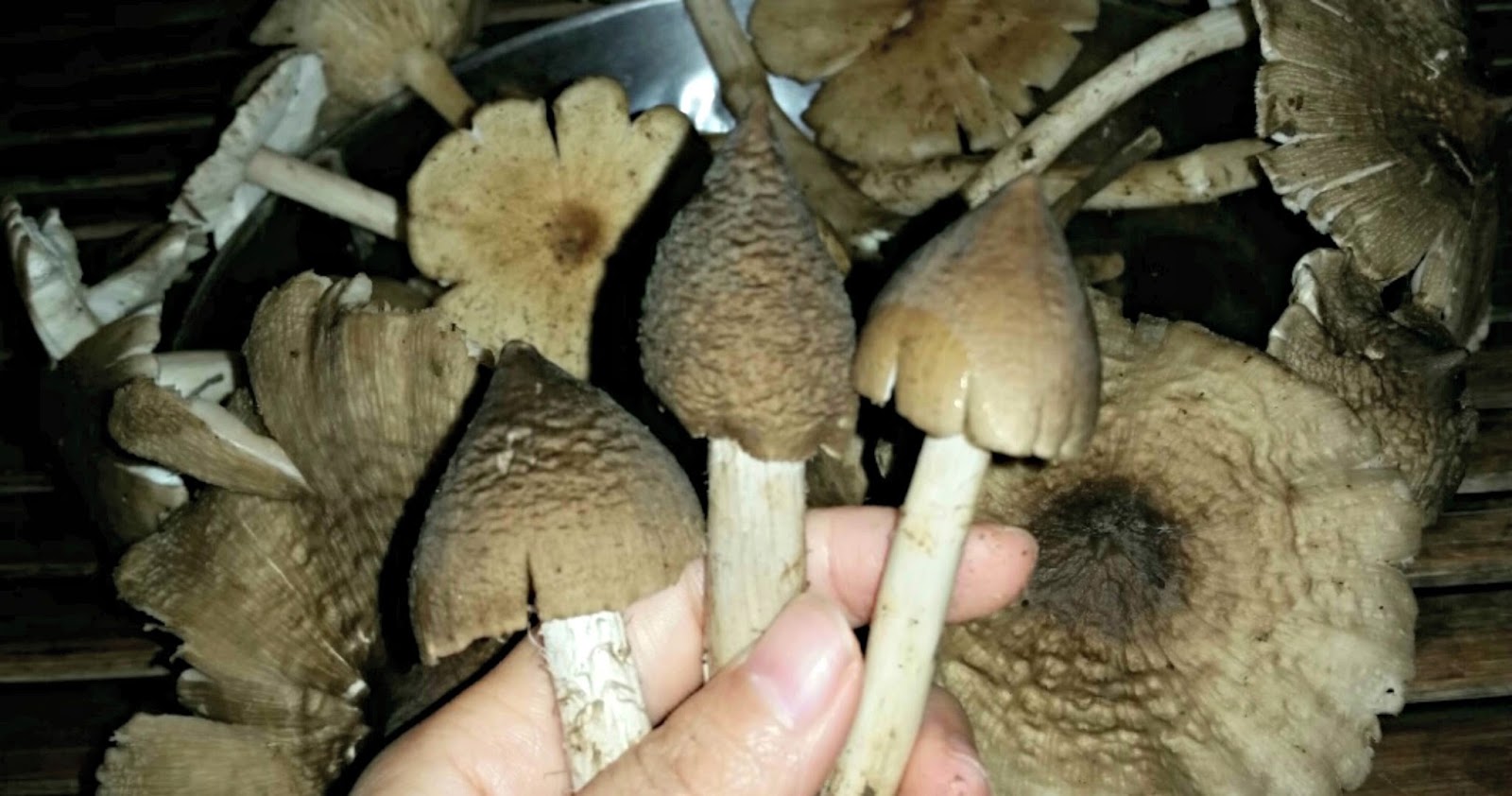 Sweet Little Dream: Uong the Wild Mushroom