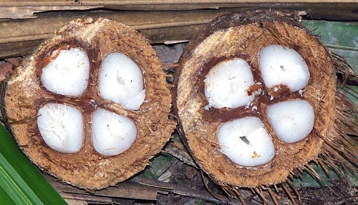 Meu Cabelo Crespo (Afro tipo 4C): Hidratação Nutrição Capilar com Óleo ...