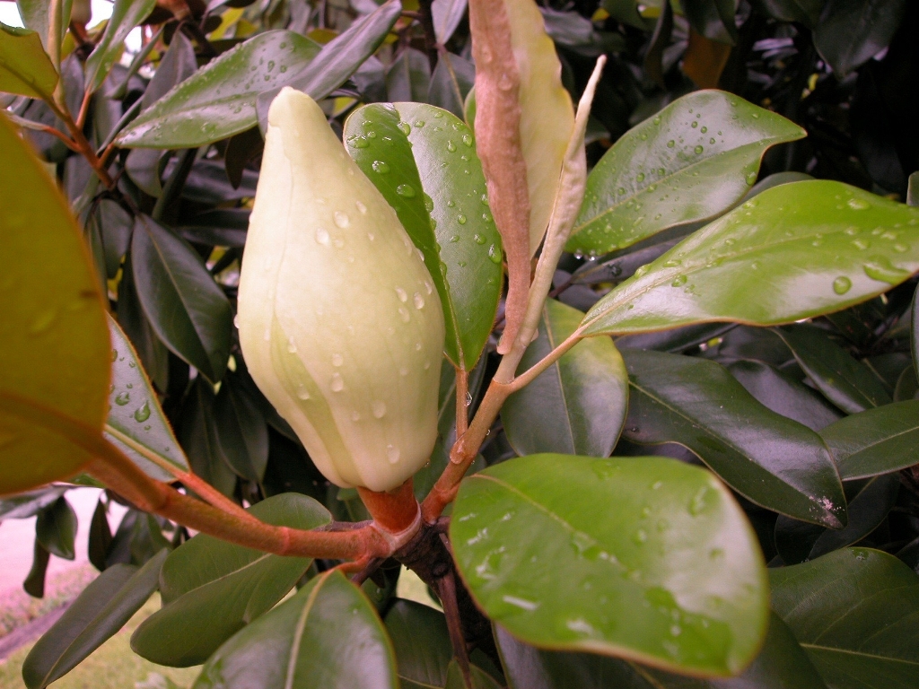 MARIETTE'S BACK TO BASICS: {Our Fragrant Magnolia Grandiflora ...