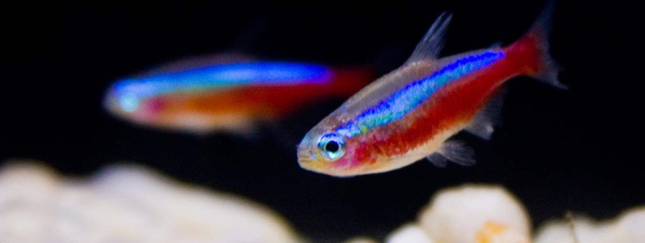 10 Jenis Ikan Hias Air Tawar Untuk Aquascape