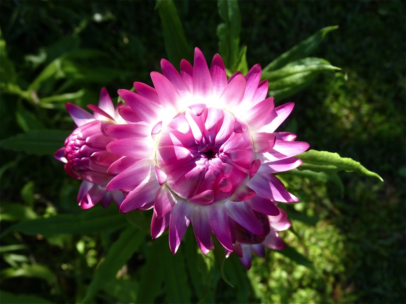 Pieces of Contentment: Winter Daisy