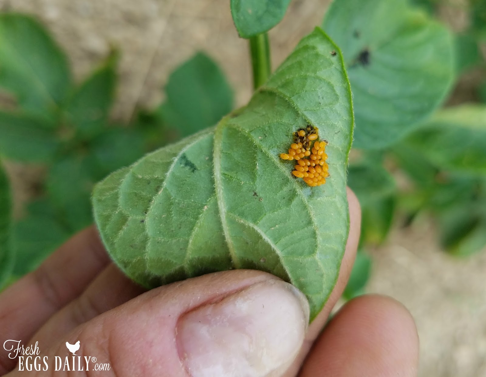 Good Bugs vs. Bad Bugs | The Struggle between Good and Evil in the ...