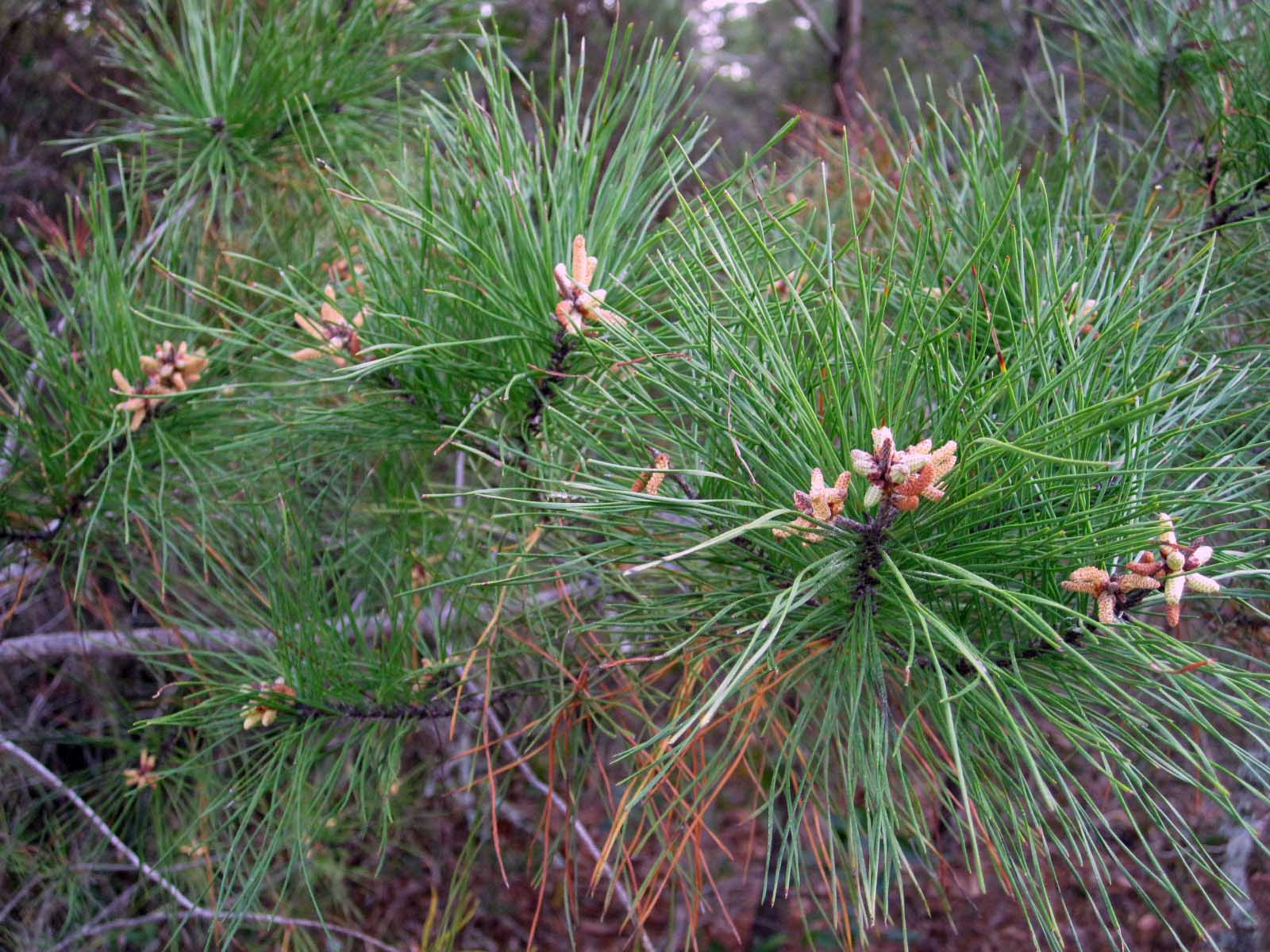 Gardening South Florida Style: Native Florida Sand Pine Scrub Land