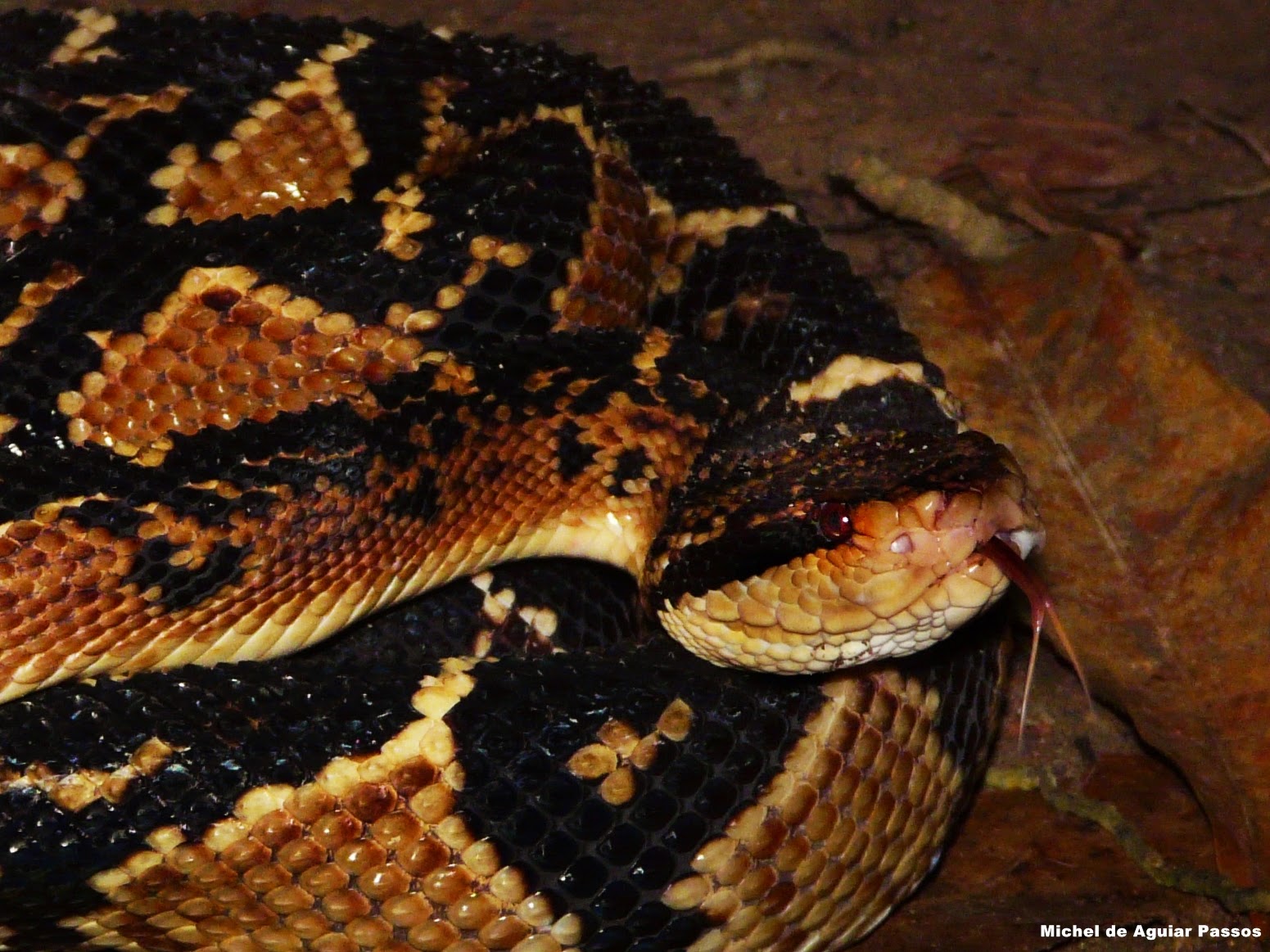 Herpetolife (Inicio): Lachesis muta (Linnaeus, 1766) - Surucucu-pico-de ...