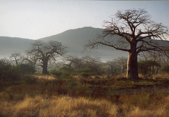 Zimboinlimbo: Zimbabwe and Africa