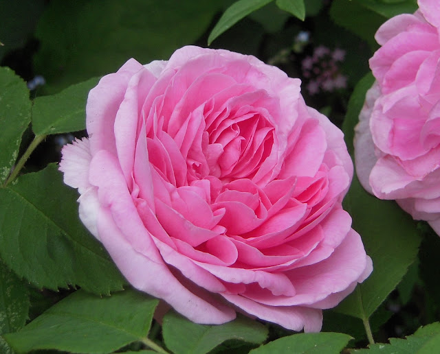 Rosen Eventyret: Gertrude Jekyll