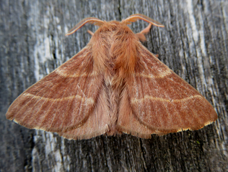 MERSEA WILDLIFE: MASS OF MOTHS