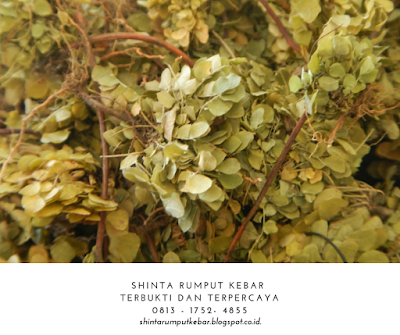 Jual Rumput Kebar Di Jakarta 0813-1752-4855 TERBUKTI Dan TERPERCAYA ...