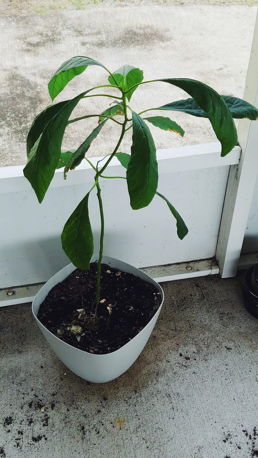 How to grow an avacado tree in 5 easy steps!