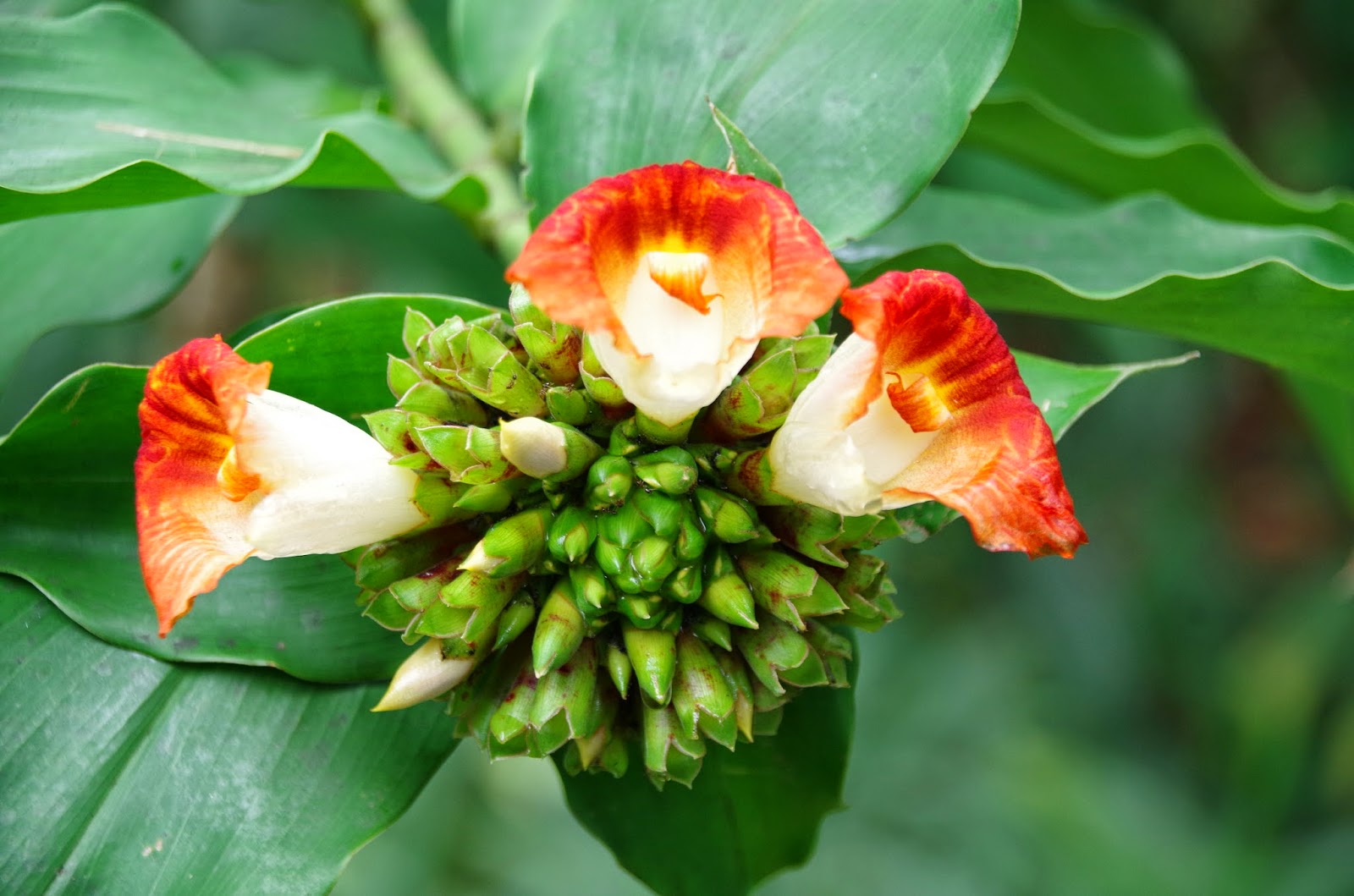 Trees and Plants: African Spiral Flag (Costus lucanusianus)