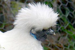 The Sublime Silkie Chicken