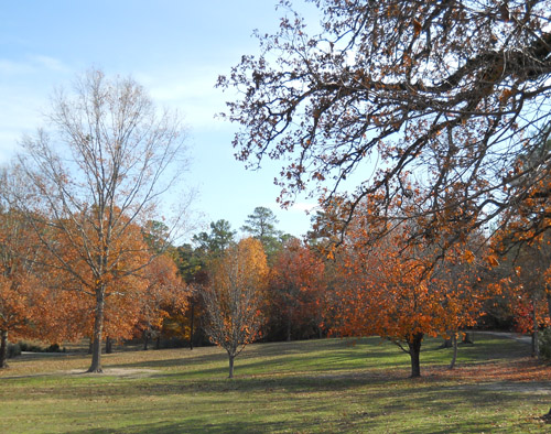 Cochino Lodge Weddings: Cotton and Malone Wedding at Cochino Lodge