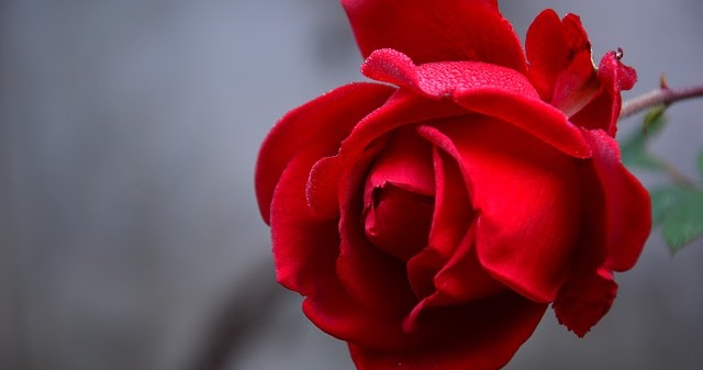 NA MIÑA CASA HAI UNHA ROSA