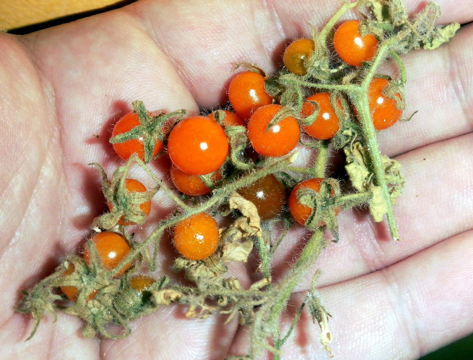 Scirpidiella's Plants: Wild Tomato species (Lycopersicon spp.)