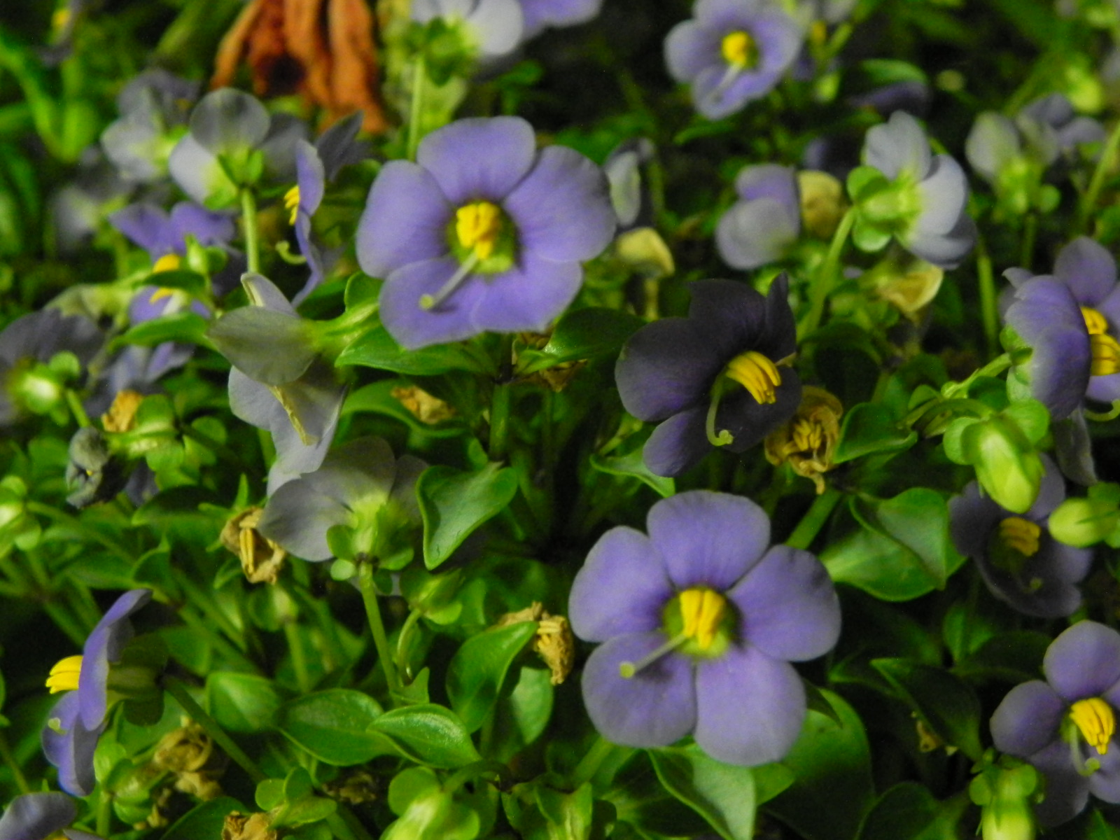 my G@Rdening frenzY: EXACUM AFFINE