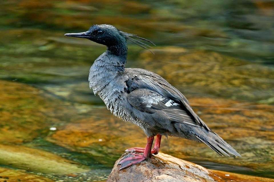 Blog do Ademir Carosia: Pato-mergulhão