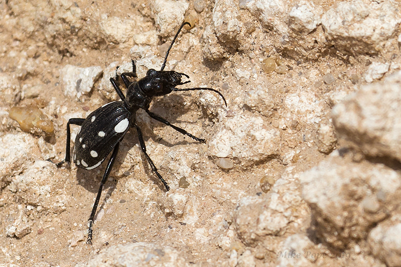 Kuwait Birding: A Quest to the South West
