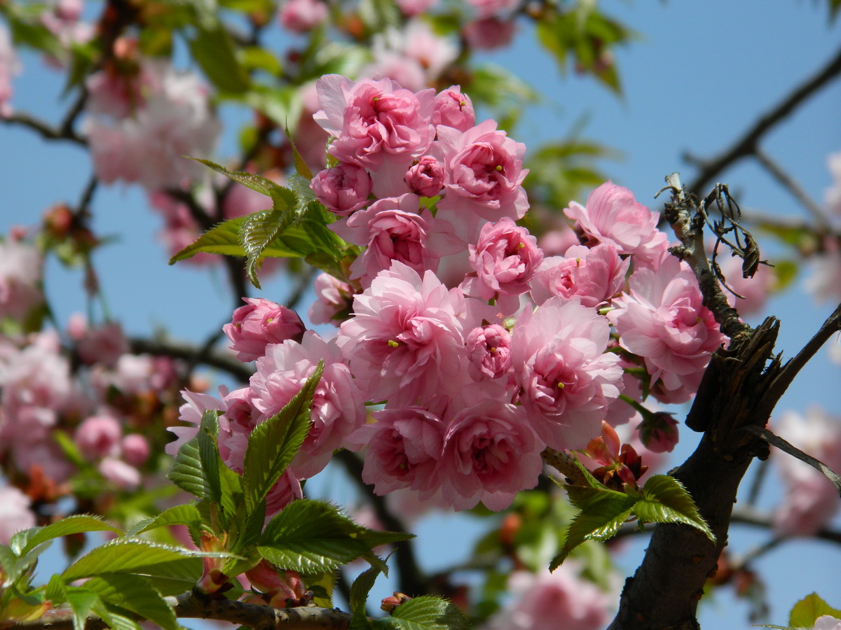 LA MULTI ANI, ROMANIA!: Flori de cires japonez