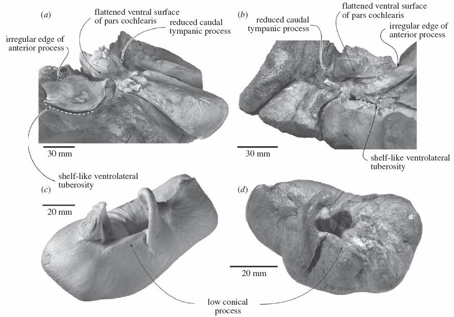 The Coastal Paleontologist: Evolution of the pygmy right whale Caperea ...
