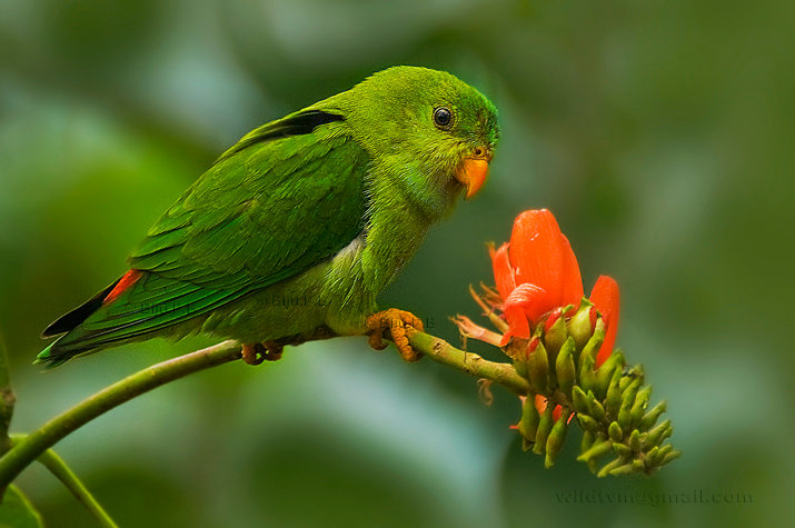 Bird of the Day: Vernal Hanging Parrot