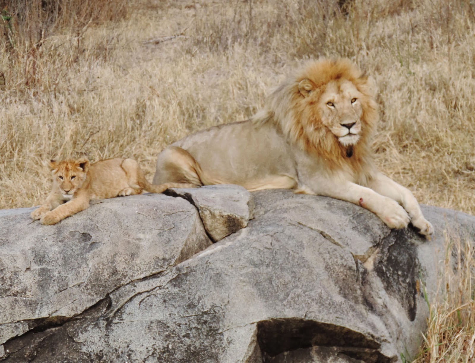 Travels and Seaglass Blog: Some Pictures From Africa - Lions