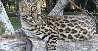 ECOSISTEMAS DE COSTA RICA: LEOPARDUS TIGRINUS