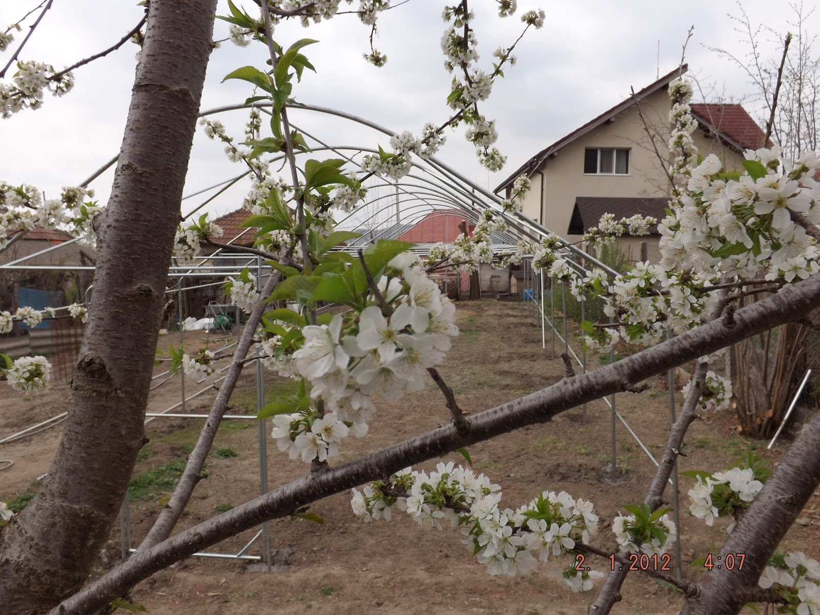 Gradinarit anotimp cu anotimp: Noutati de primavara - Solarul